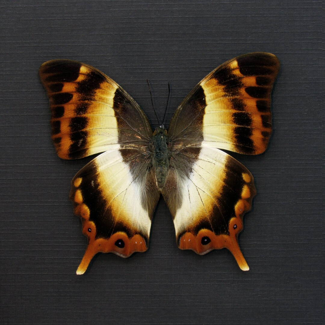 Rare Female White Banded Palla Butterfly Framed Taxidermy - Palla ...