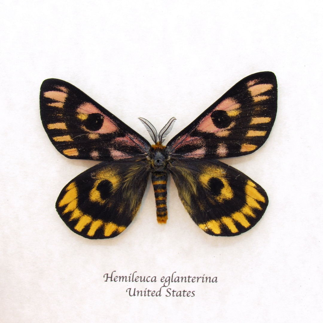 Real Rare Pink Western Sheep Moth Framed Taxidermy - Hemileuca ...