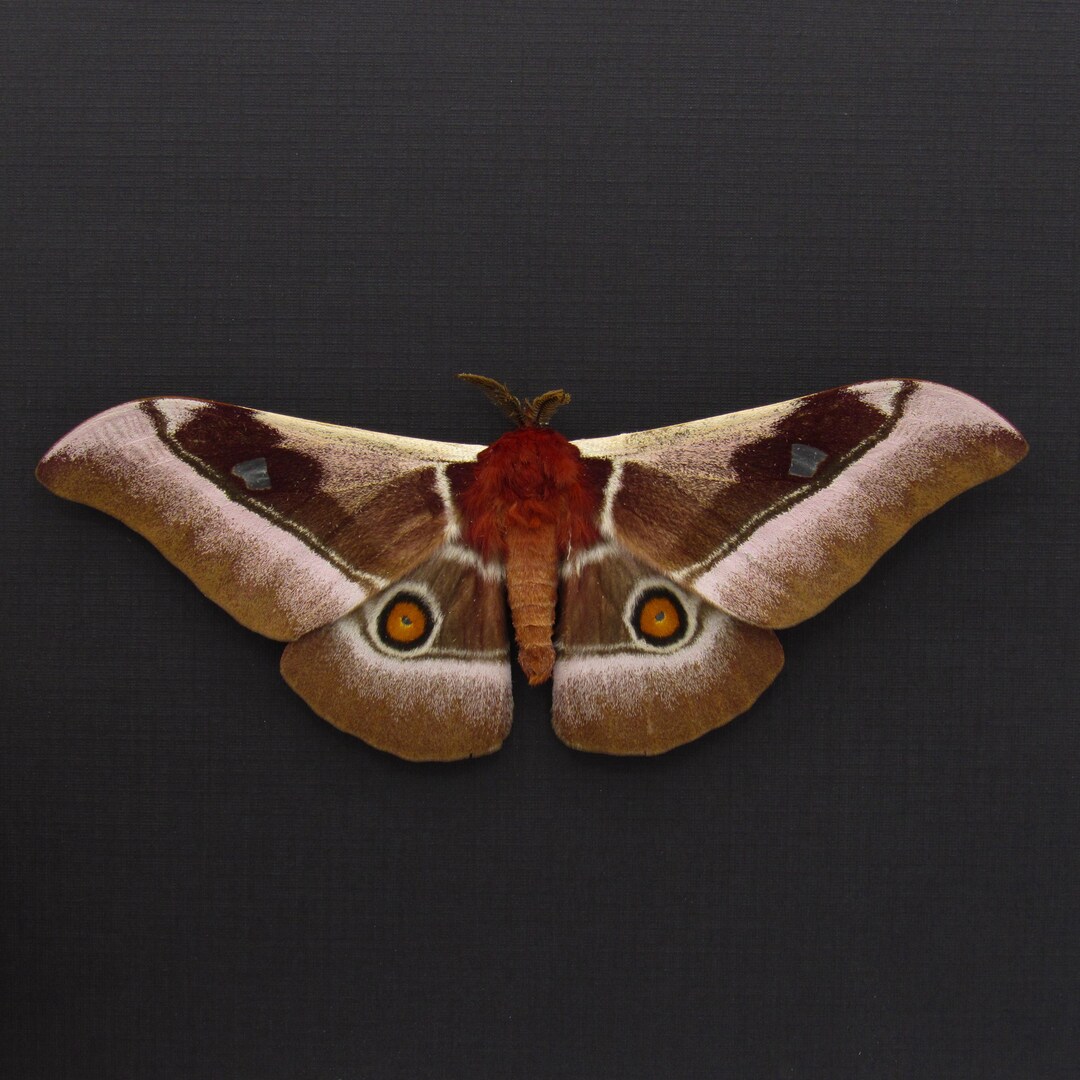 Real Pink African Emperor Moth Framed Taxidermy - Bunaea Alcinoe ...