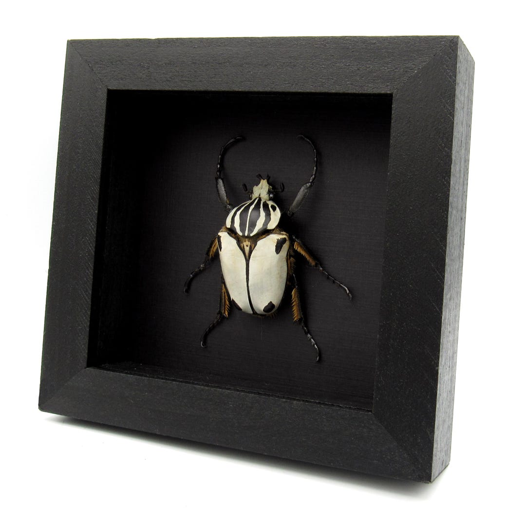 Rare Goliath Beetle Framed Specimen Goliathus Quadrimaculatus Pristine ...