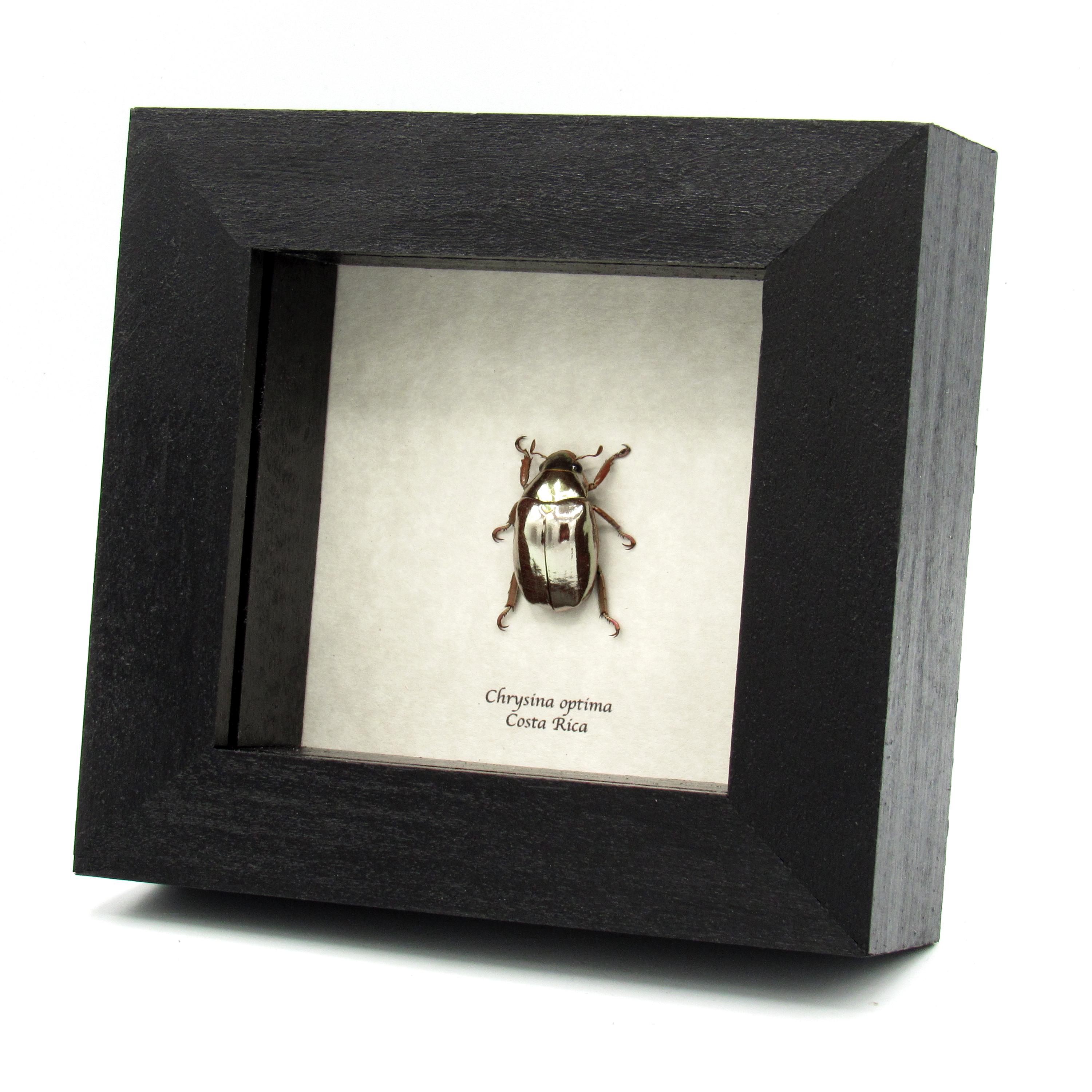 Rare Silver Jewel Beetle Framed Taxidermy - Chrysina Optima - Etsy