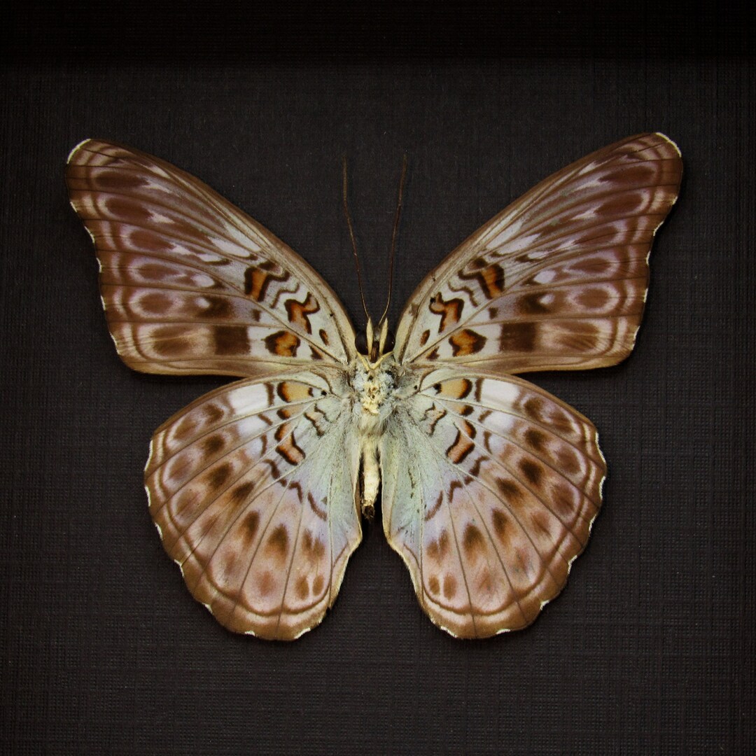 Framed Real Lavender Butterfly, Moduza Lycone Kojimai - Etsy