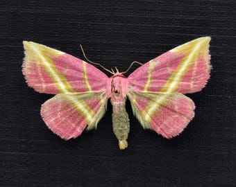 Rare XL Pink Chinese Moon Moth Framed Taxidermy - Actias Dubernardi ...