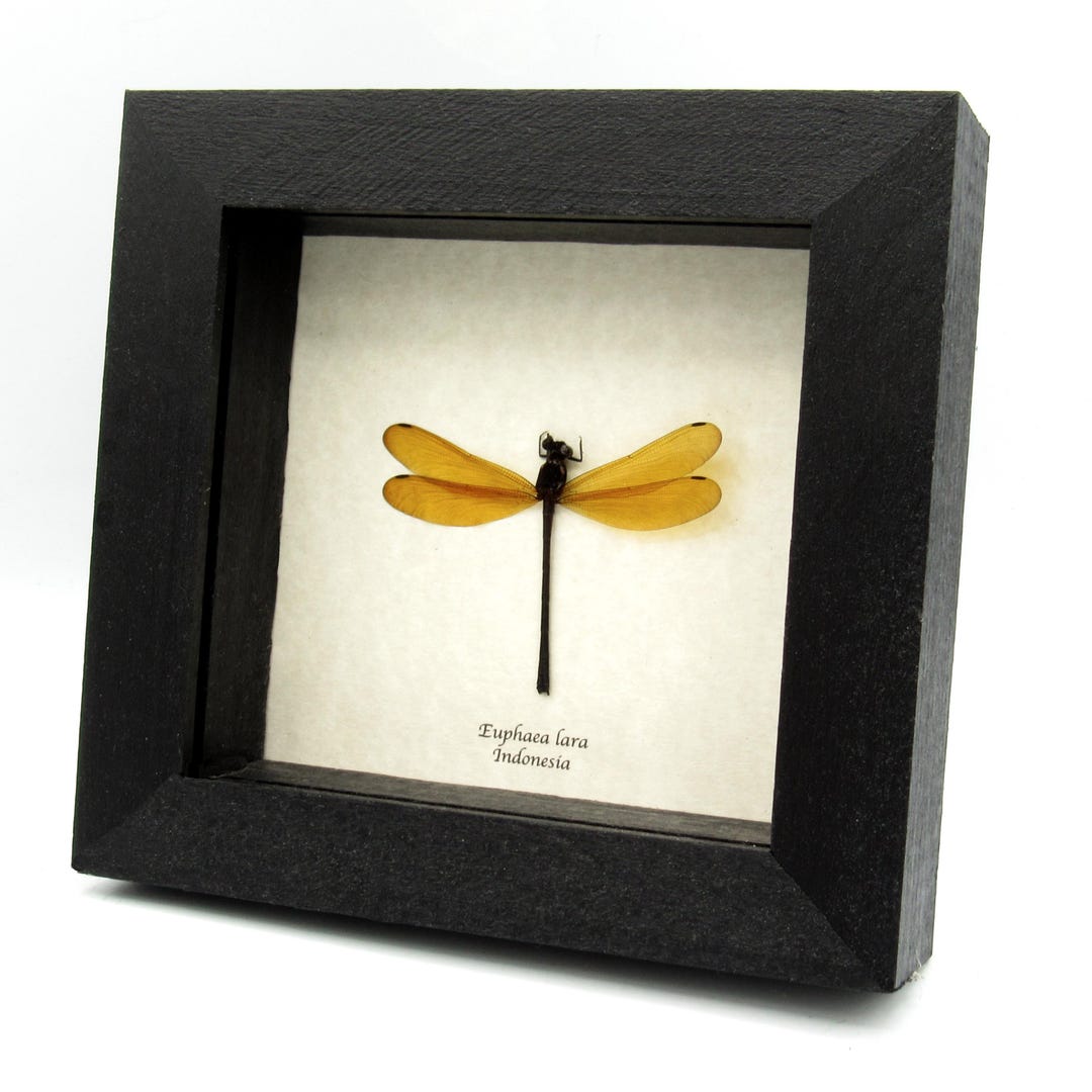 Real Dragonfly Framed Taxidermy - Euphaea Lara - Etsy