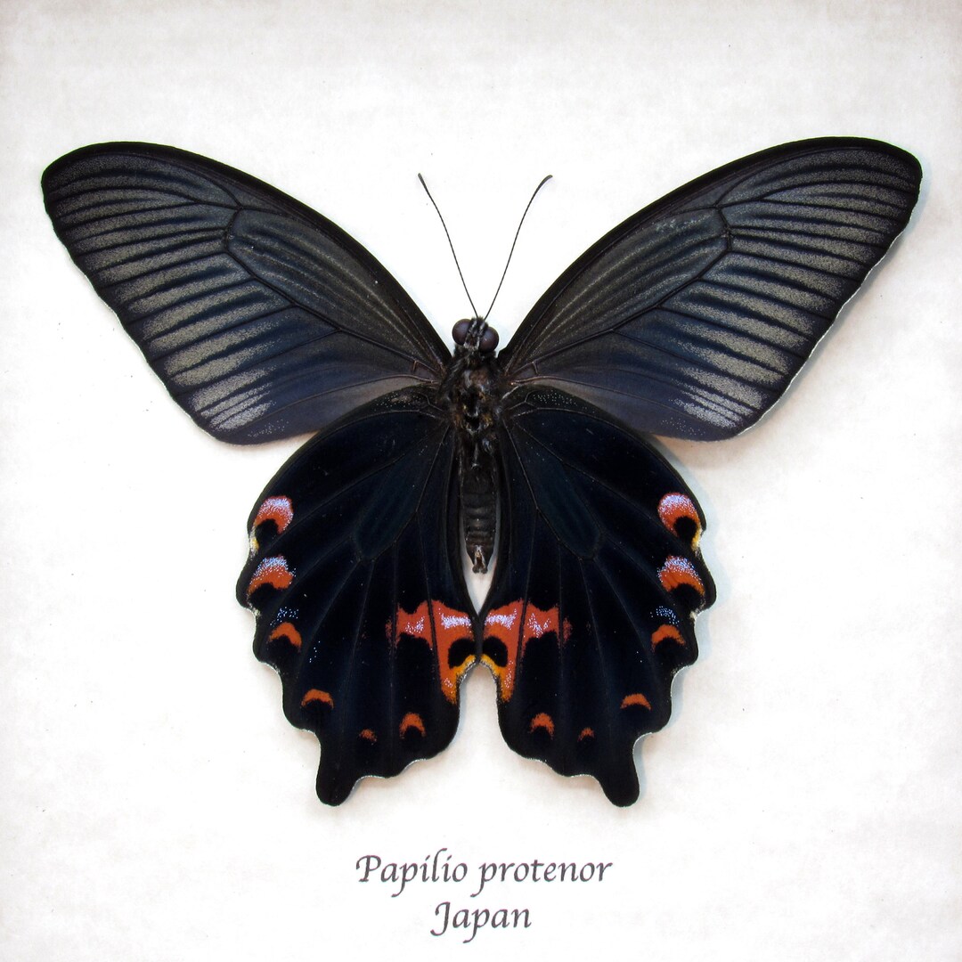 Real Black Spangle Swallowtail Butterfly Framed Taxidermy Papilio ...