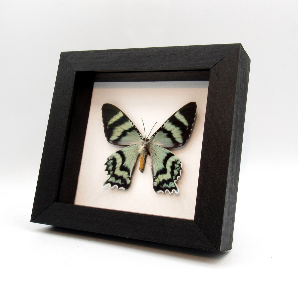 Real Blue Moth Framed Taxidermy Alcides Orontes - Etsy