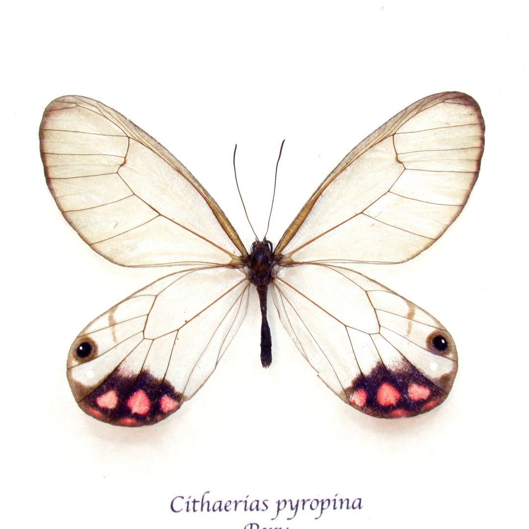 Rare Pink Glasswing Butterfly Framed Taxidermy Cithaerias Etsy