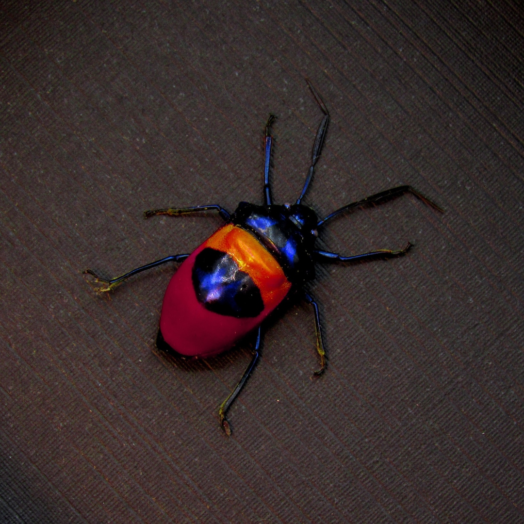 Rare Metallic Rainbow Bug Framed Taxidermy - Scutelleridae Species - Etsy