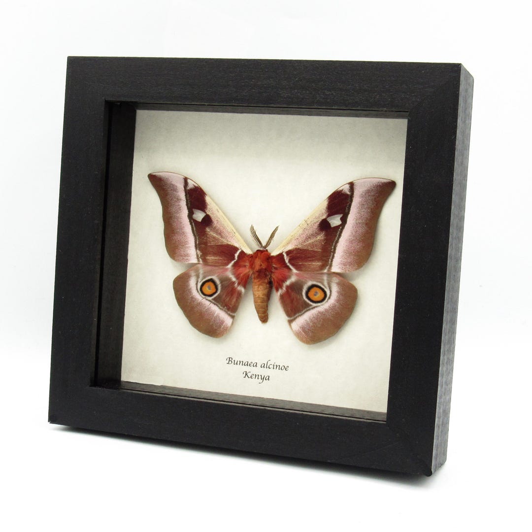 Real Pink African Emperor Moth Framed Taxidermy - Bunaea Alcinoe - Etsy