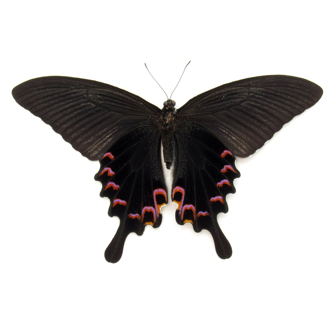 Real Purple Peacock Swallowtail Butterfly Framed Taxidermy - Papilio ...