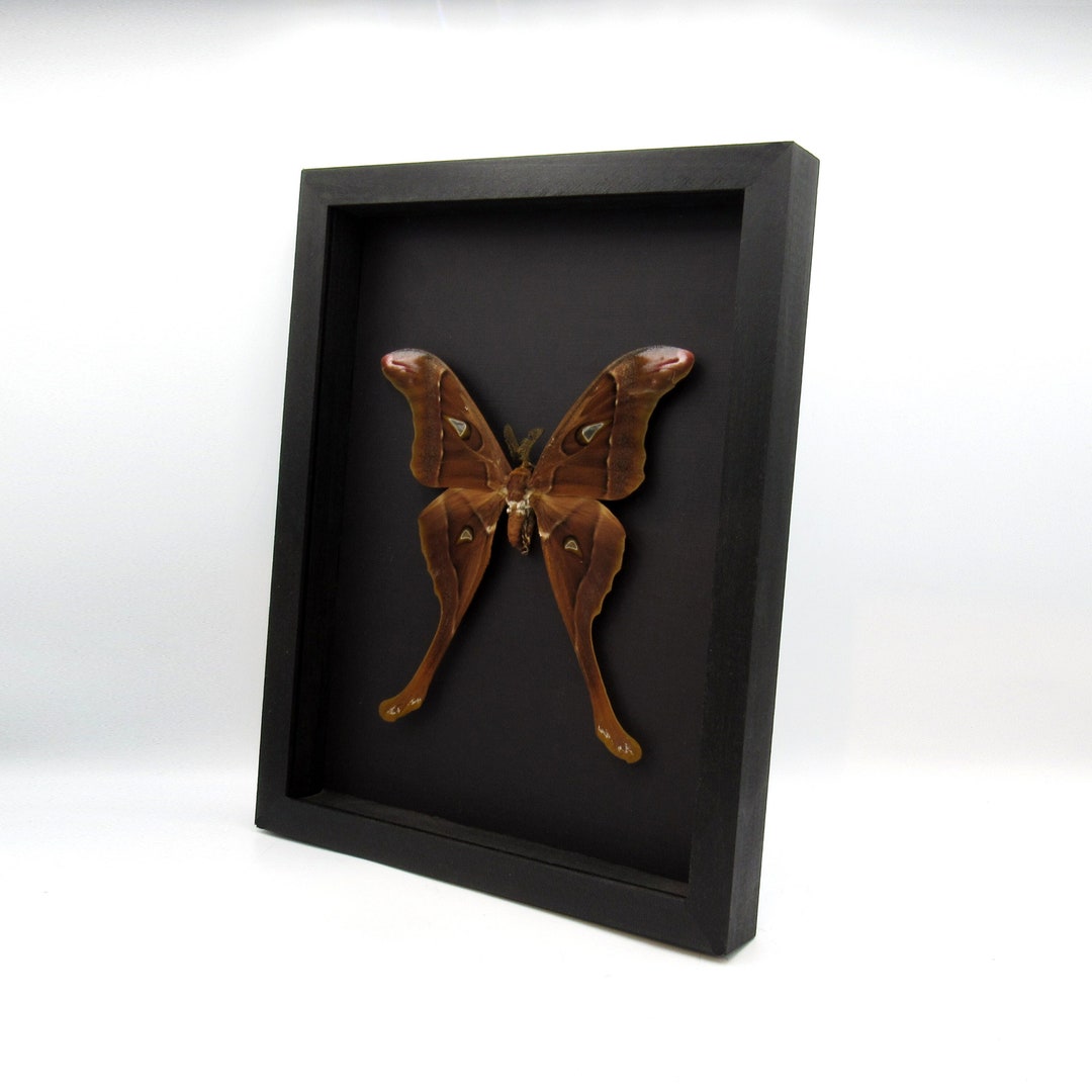Rare Giant Hercules Atlas Moth Framed Taxidermy - Coscinocera Hercules ...