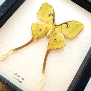 Rare Sulawesi Moon Moth Framed Taxidermy Actias Isis Female - Etsy