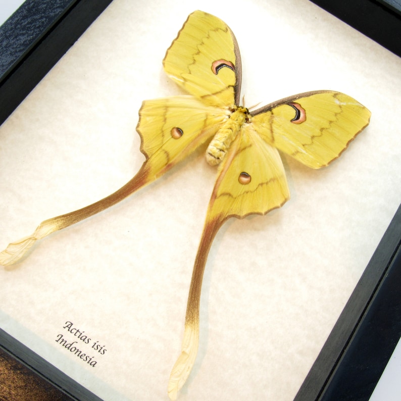 Rare Sulawesi Moon Moth Framed Taxidermy Actias Isis - Etsy