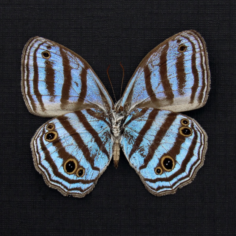 Rare Metallic Blue Framed Taxidermy Butterfly - Euptychia Cephus ...