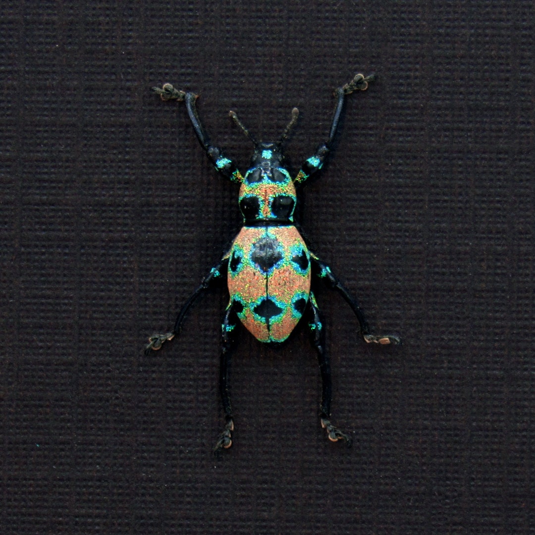 WEEVIL MANIA! Rare Pink Glitter Weevil Beetle Framed Taxidermy ...