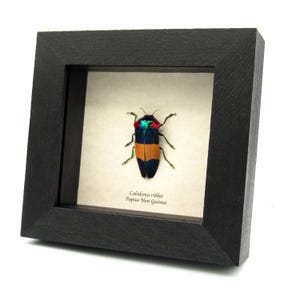 Very Rare Purple Jewel Beetle Framed Specimen - Calodema Ribbei - Etsy