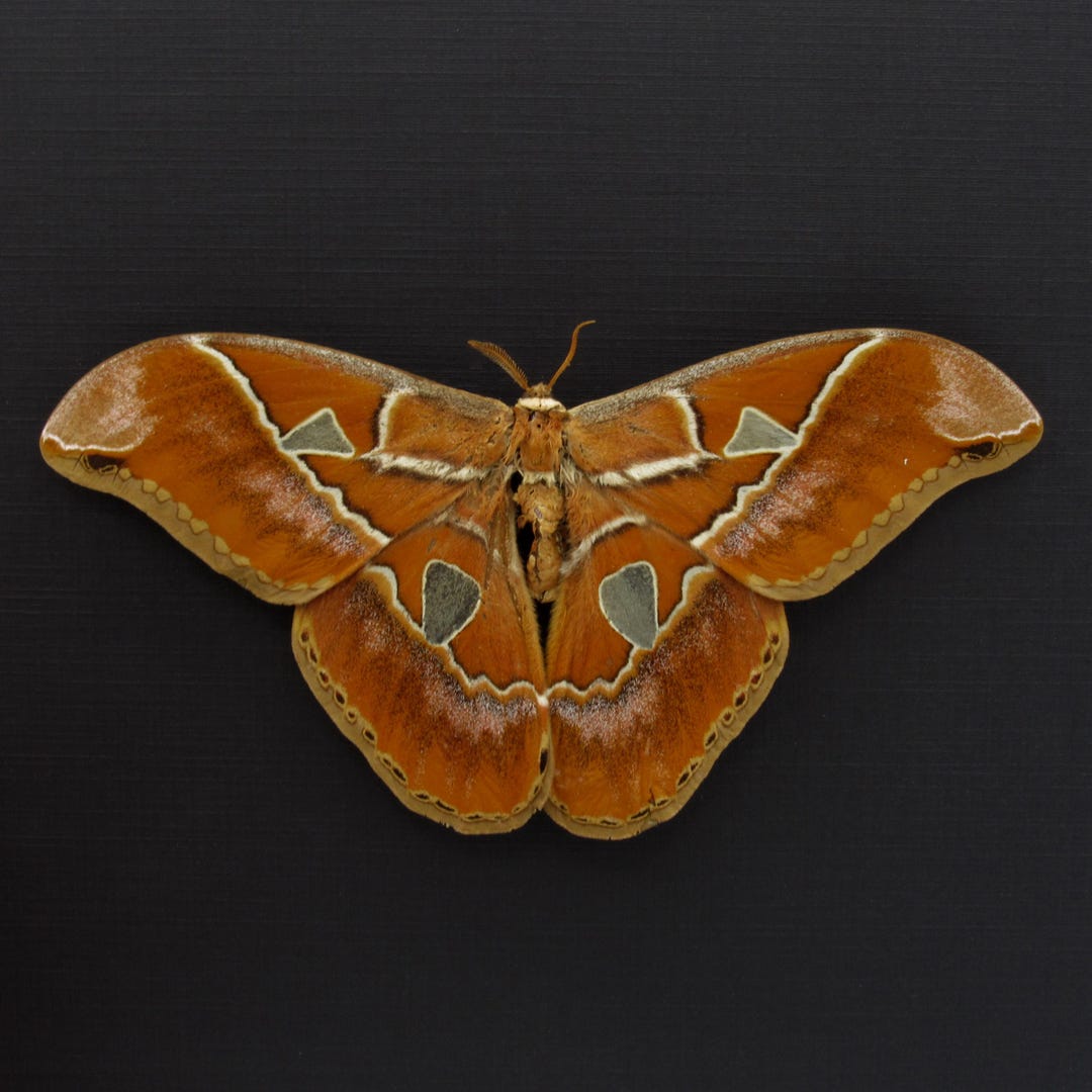 Real Large Saturn Moth Framed Taxidermy - Rothschildia Hesperus ...