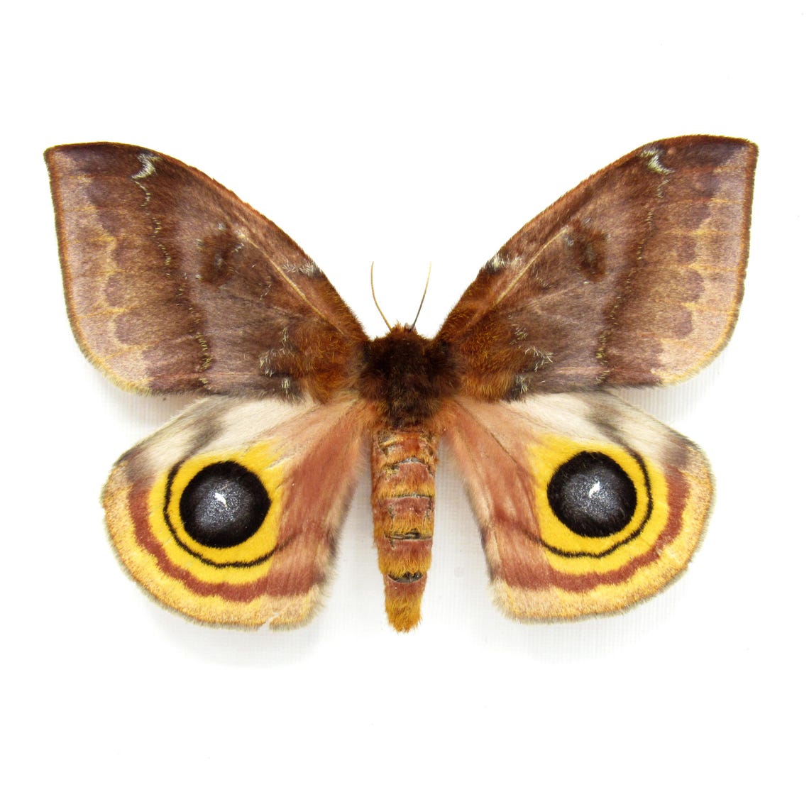 Real Io Moth Framed Taxidermy - Automeris Io - Large Female - Etsy