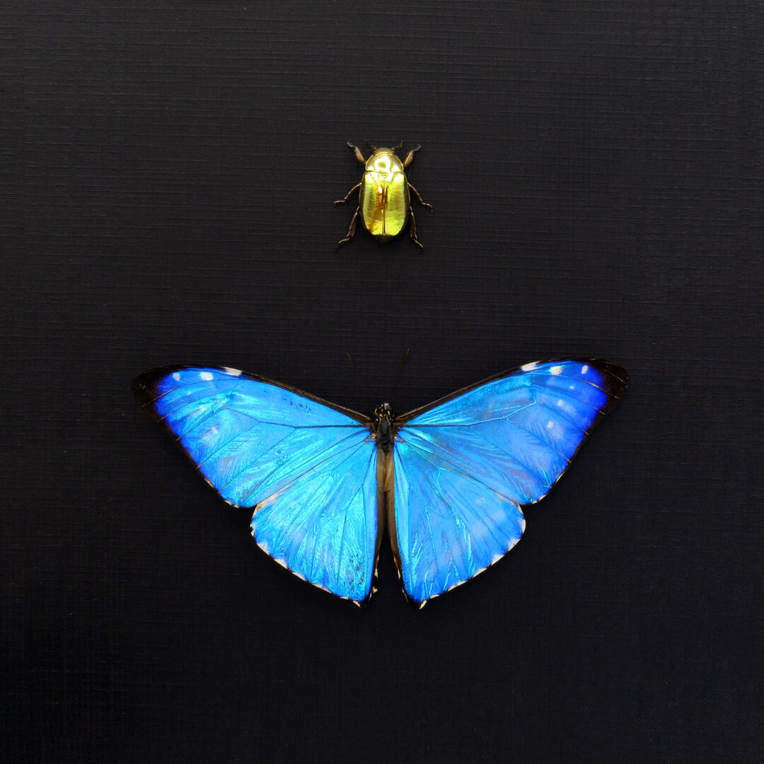 Real Metallic Blue Morpho Butterfly and Gold Jewel Beetle Framed ...