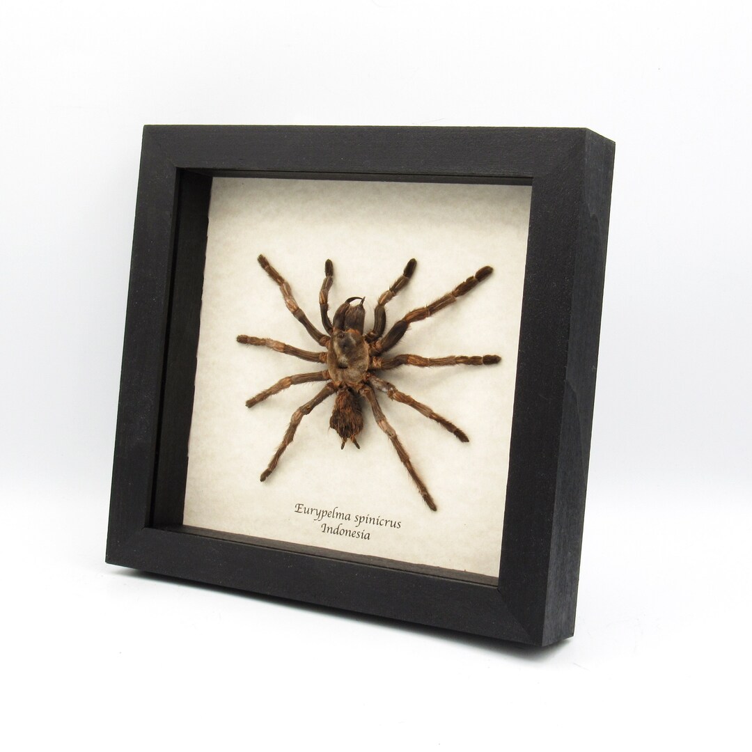 Real XL Hairy Fanged Tarantula Spider Framed Eurypelma Spinicrus - Etsy