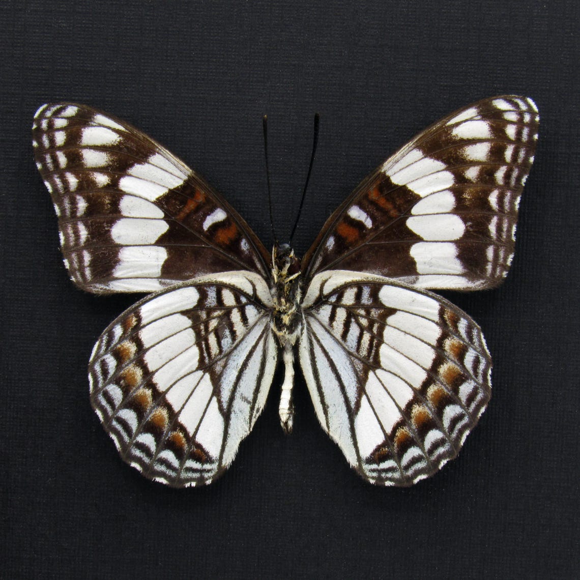 Real Weidemeyer's Admiral Butterfly Framed - Limenitis Weidemeyerii - Etsy