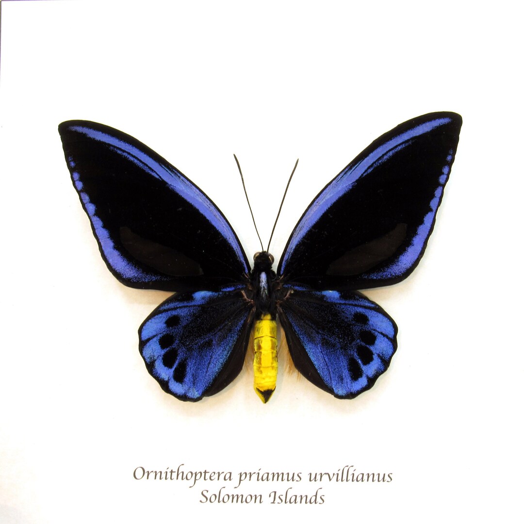 Rare XL Blue Birdwing Butterfly Framed Taxidermy Ornithoptera Priamus ...