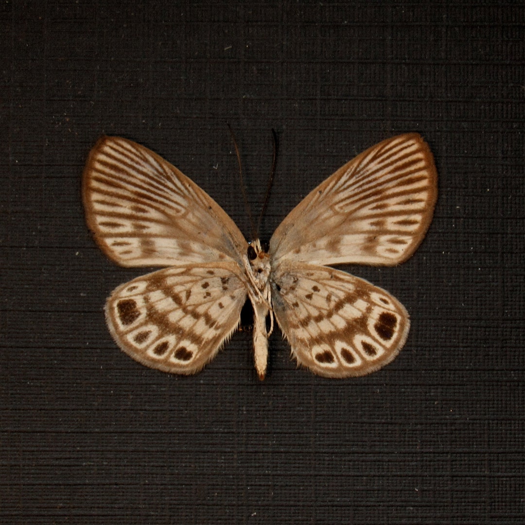 Very Tiny Real Metalmark Butterfly Framed Taxidermy - Alesa Amesis - Etsy