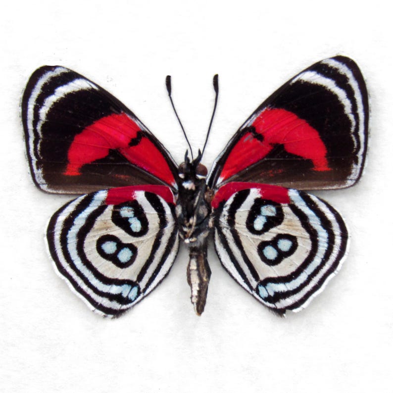 Real Kolyma 88 Butterfly Framed Taxidermy - Callicore Kolyma - Etsy