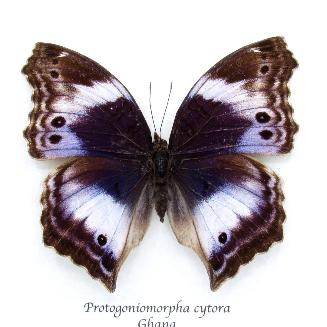 Very Rare Western Blue Beauty Butterfly Framed Taxiermy ...