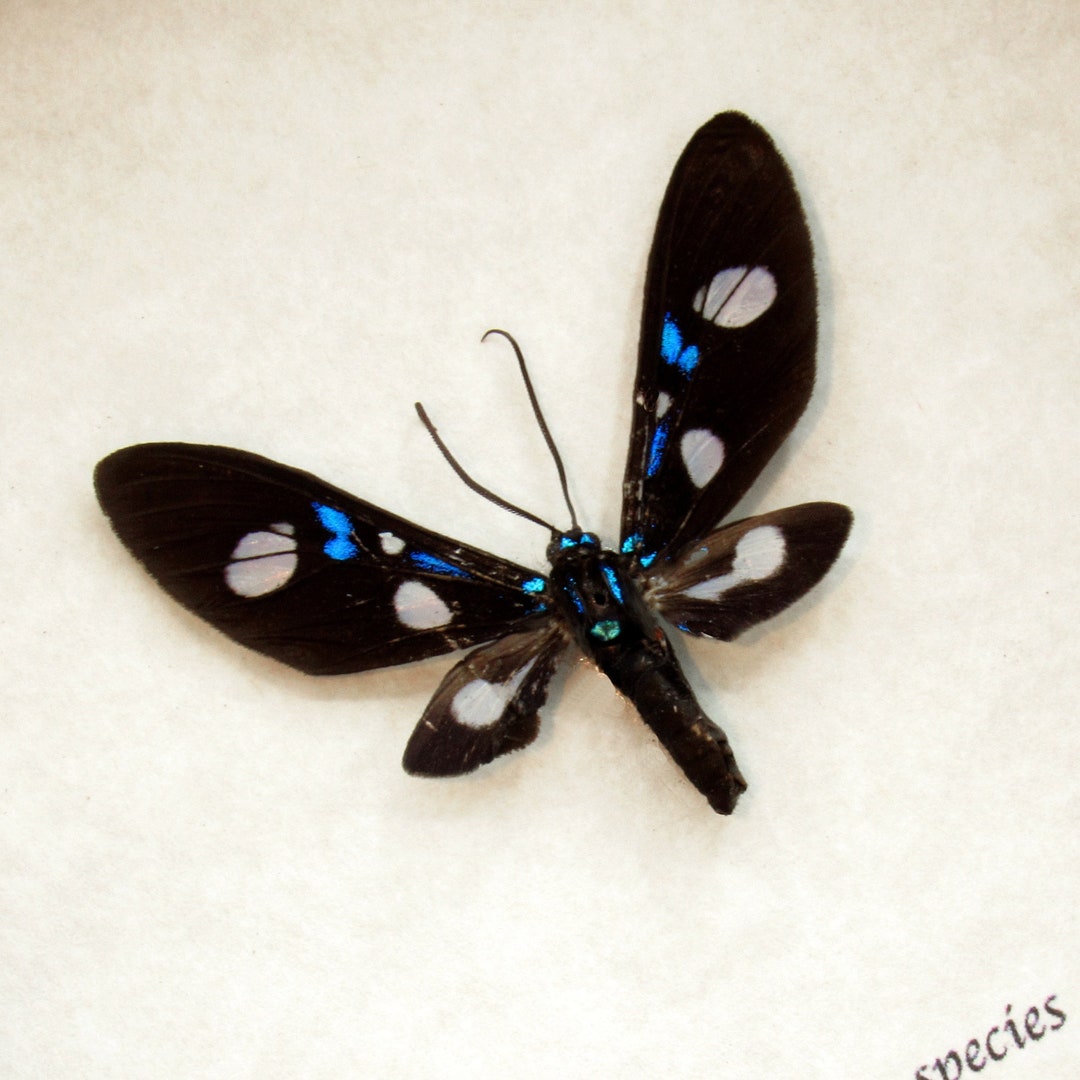 Real Tiny Arctiid Moth Framed Taxidermy - Aclytia Species - Etsy