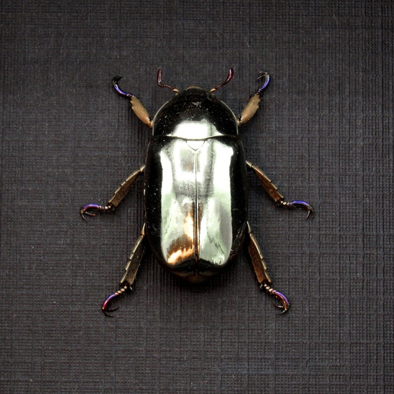 Very Rare Silver Jewel Beetle Framed Taxidermy Chrysina - Etsy