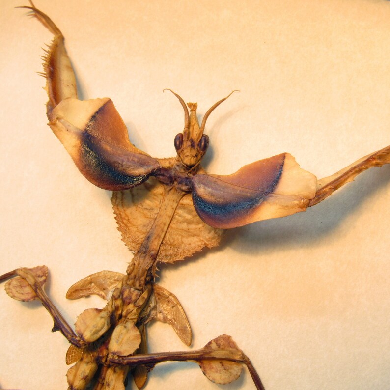 Real Devils Flower Mantis framed Idolomantis diabolica | Etsy
