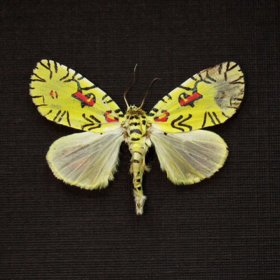 Rare Tiny Pikachu Moth Framed Taxidermy Mazuca Strigicincta - Etsy
