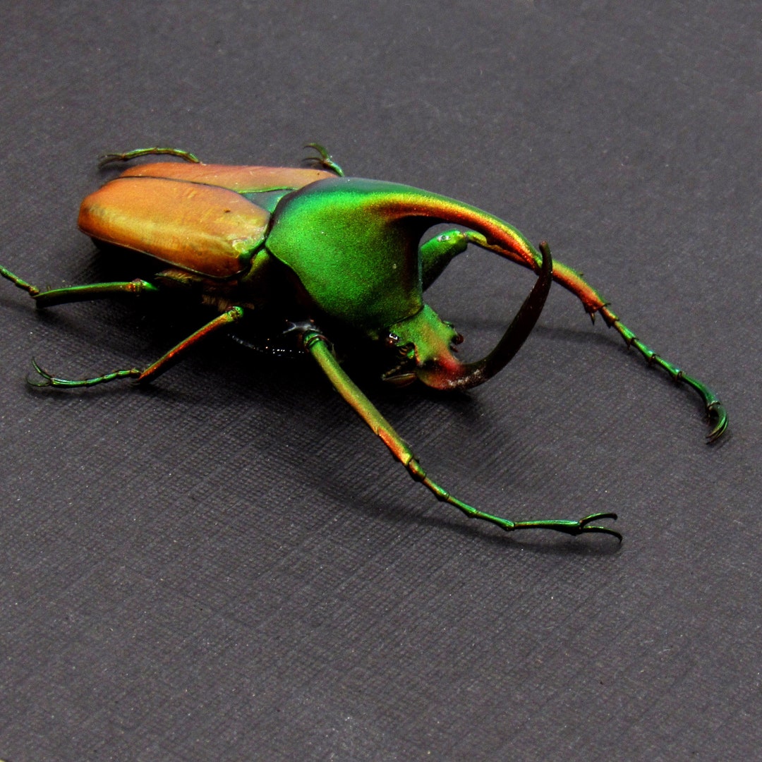 Rare Metallic Green Scarab Beetle Framed Taxidermy Theodosia - Etsy