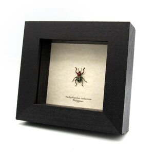 Real Metallic Red Weevil Beetle Framed Specimen - Pachyrhynchus ...