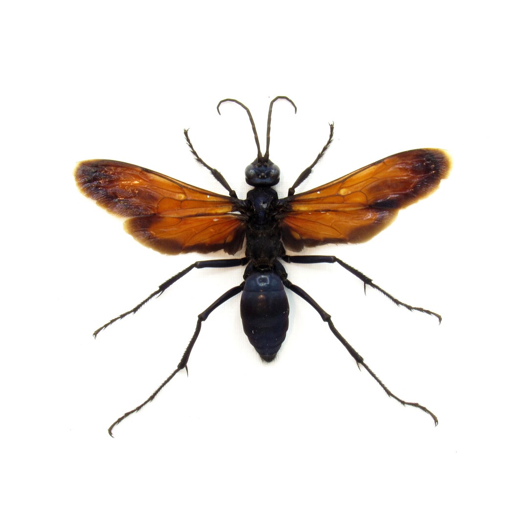 Real XL Tarantula Hawk Wasp Framed Taxidermy - Pepsis Thisbe - Etsy