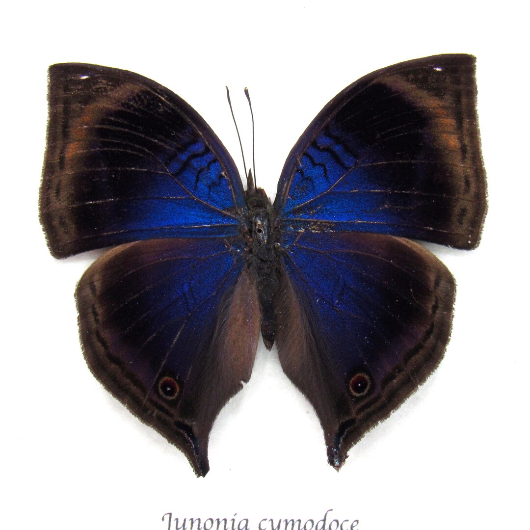 Rare Blue Leaf Butterfly Framed Taxidermy - Junonia Cymodoce - Etsy