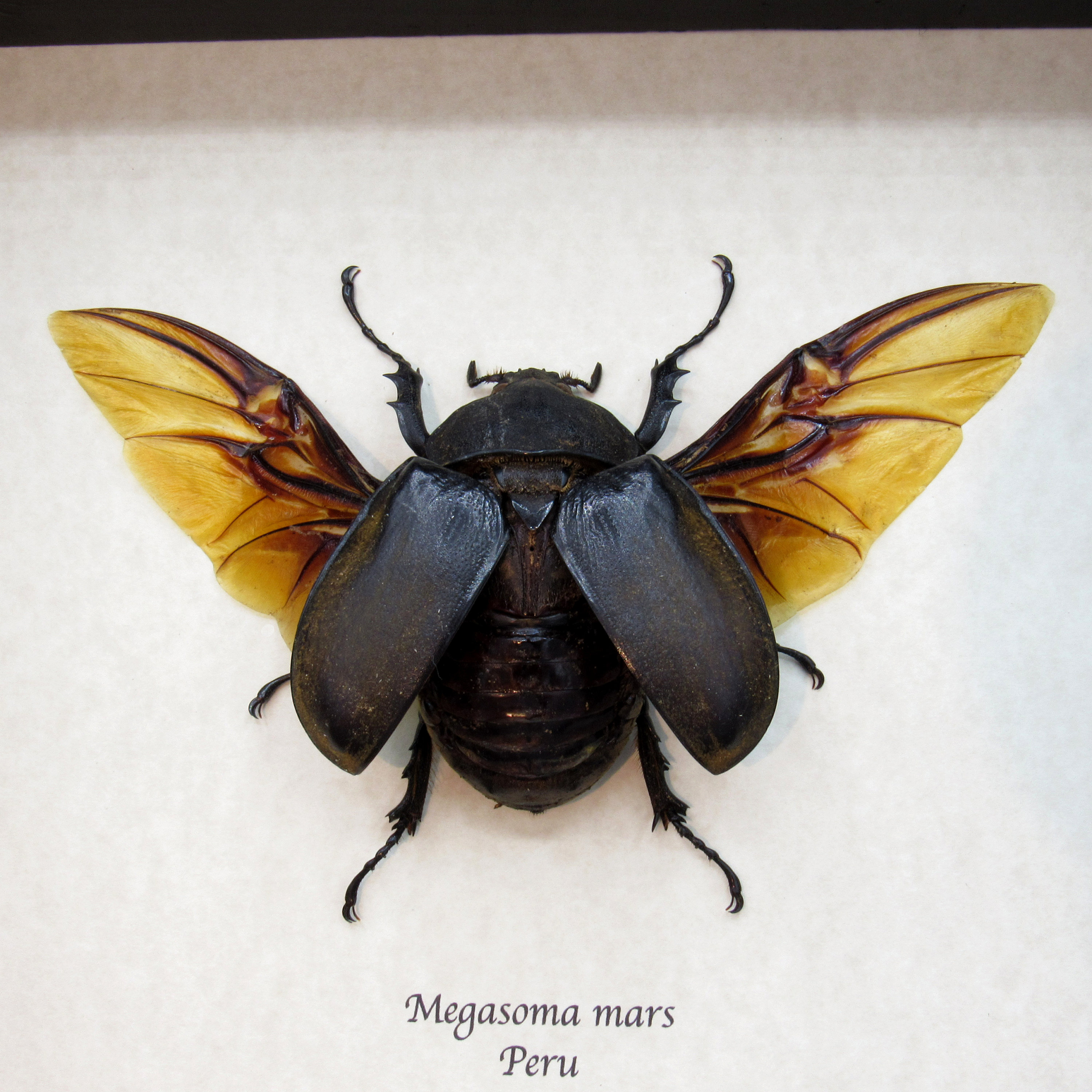 Real XL Rhinoceros Beetle Framed Taxidermy Megasoma Mars - Etsy