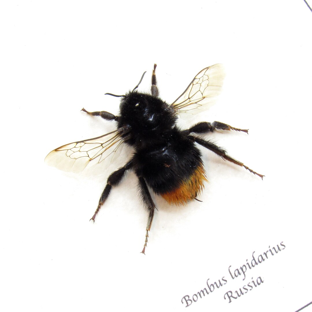 Real Red Tailed Bumblebee Framed Taxidermy Bombus Lapidarius - Etsy