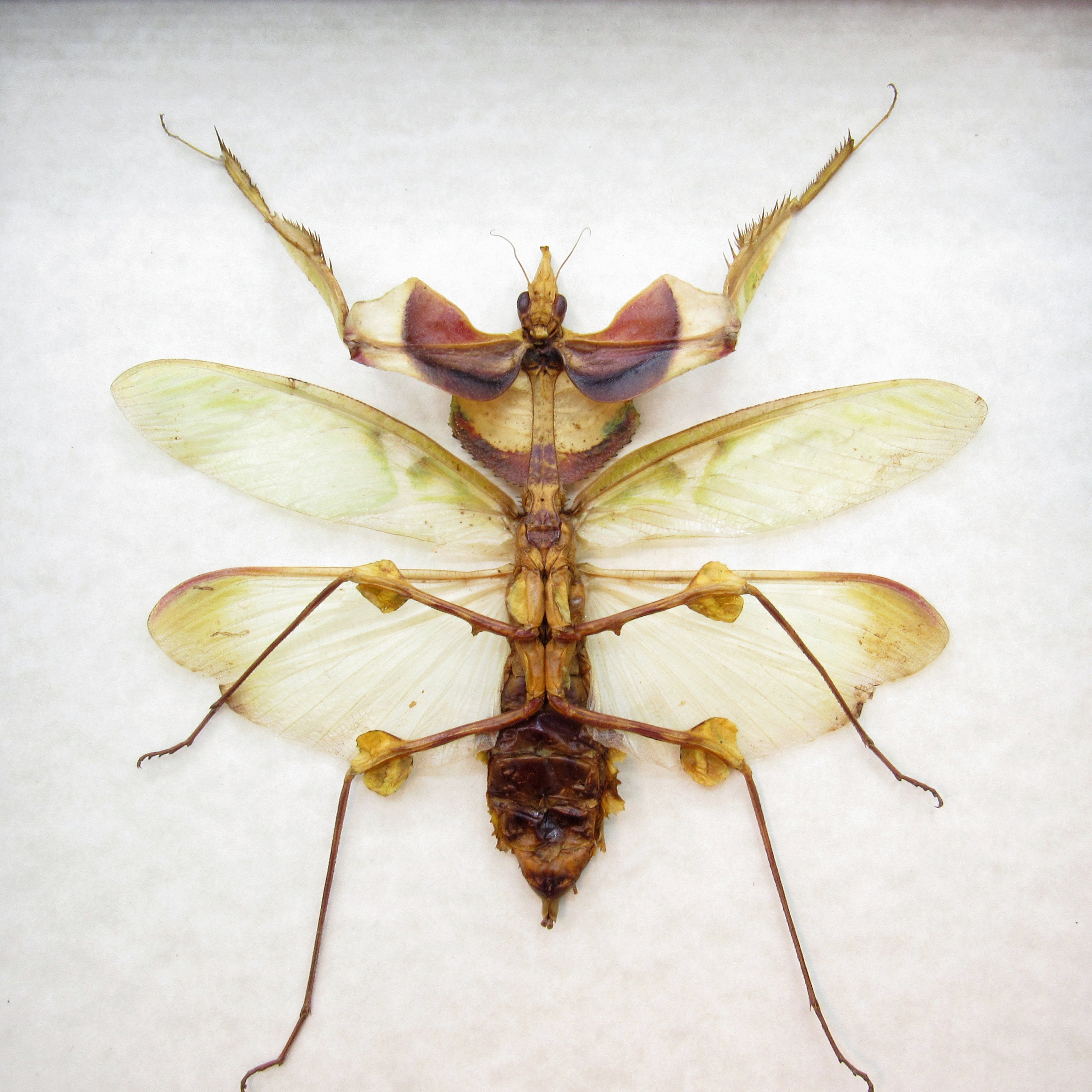 Devils Flower Praying Mantis