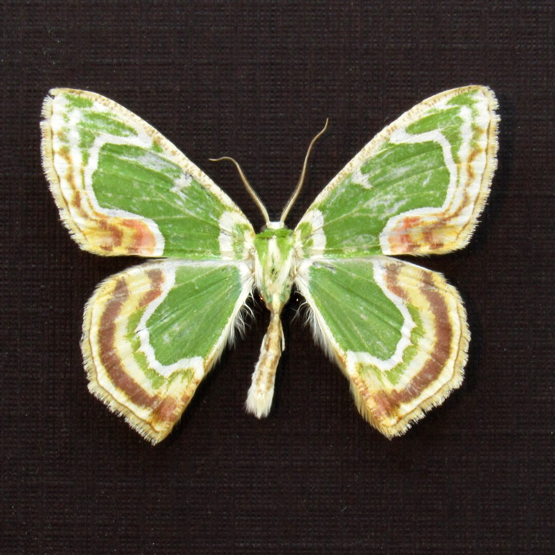 Real Tiny Green Geometer Moth Framed Taxidermy - Eucyclodes ...
