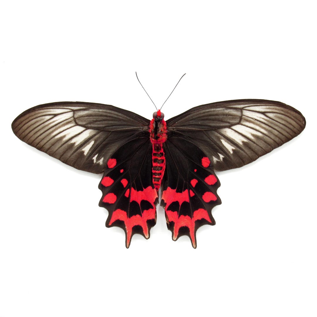 Real Vampire Butterfly Framed Taxidermy Atrophaneura Semperi ...