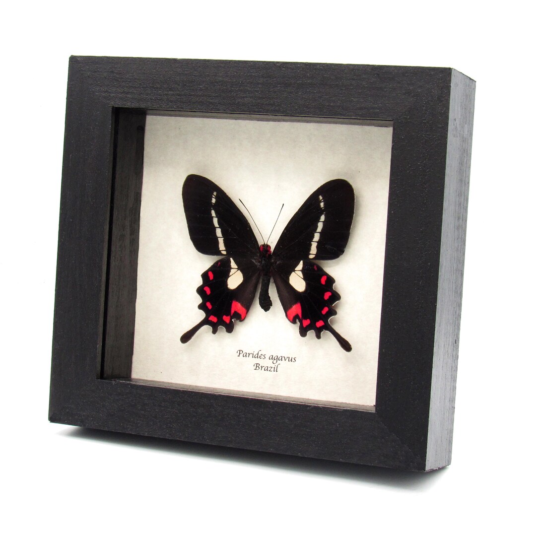 Rare Red Cattleheart Butterfly Framed Specimen - Parides Agavus - Large ...