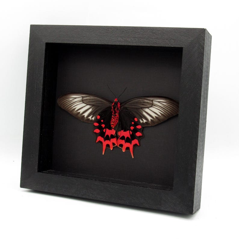 Real Vampire Butterfly Framed Taxidermy - Atrophaneura Semperi ...