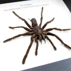 Real Java Yellow Kneed Tarantula Spider Framed Taxidermy - Selenocosmia ...