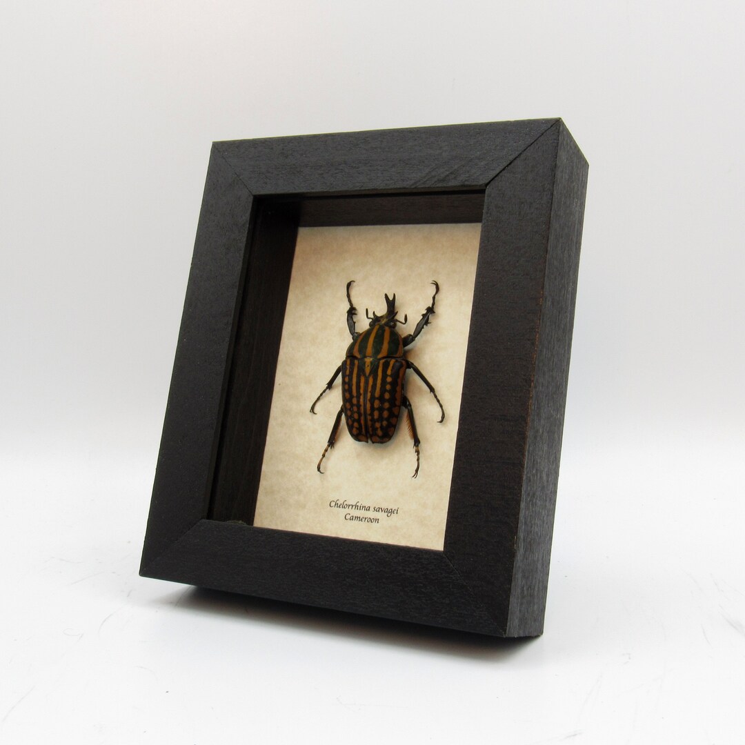 Real Large Scarab Beetle Framed Taxidermy - Chelorrhina Savagei - Etsy