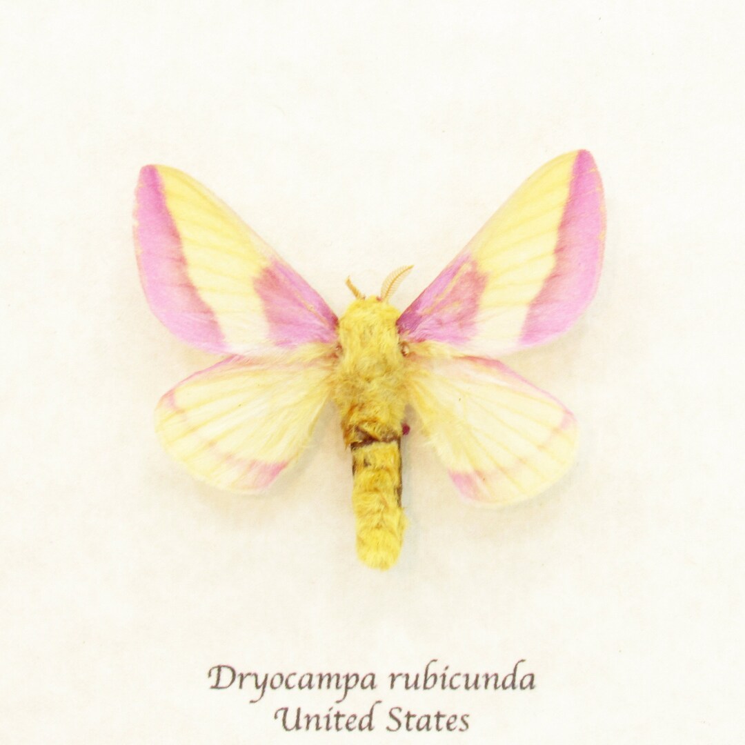 Real Pink Rosy Maple Moth Framed Taxidermy Dryocampa - Etsy