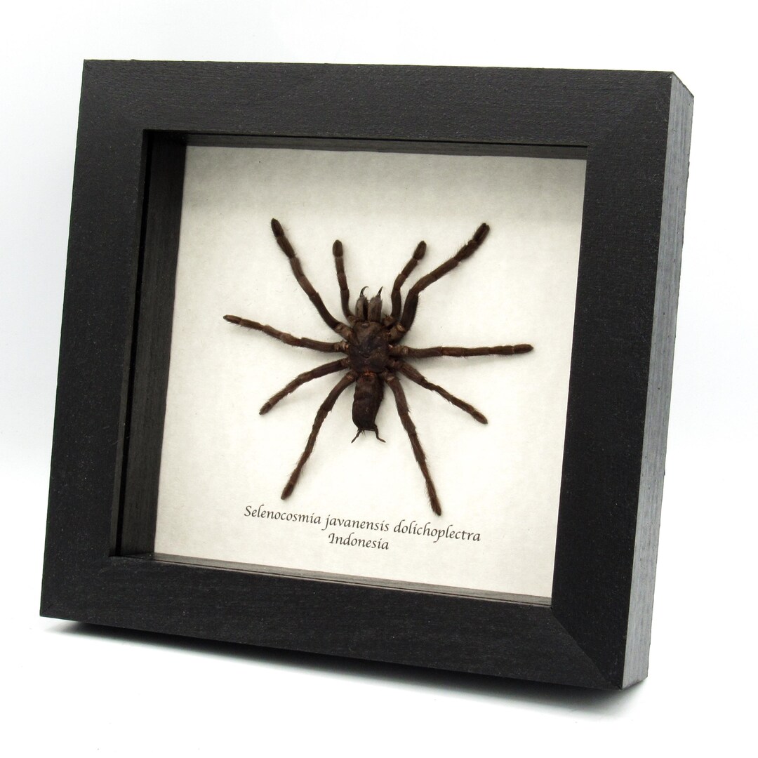 Real Java Yellow Kneed Tarantula Spider Framed Taxidermy - Selenocosmia ...