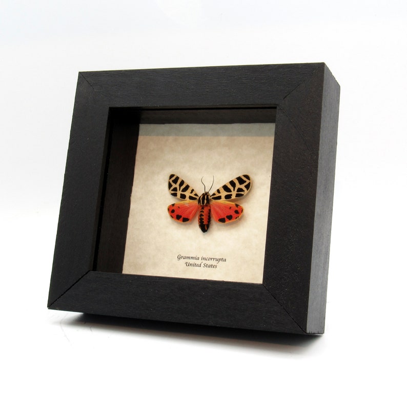 Rare Tiger Moth Framed Taxidermy Grammia Incorrupta Red - Etsy