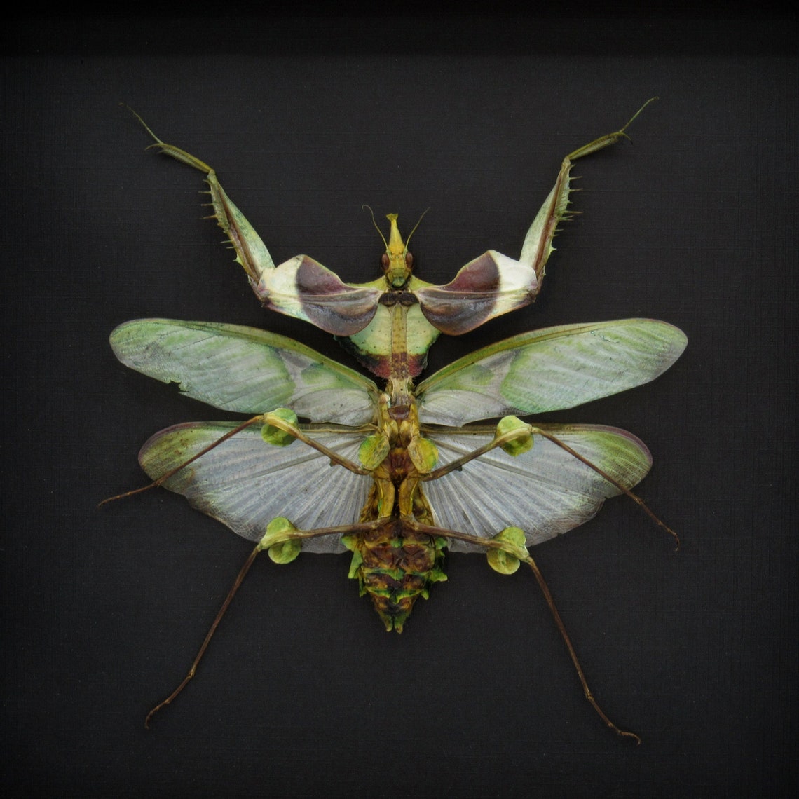Real Giant Devils praying mantis framed Idolomantis | Etsy
